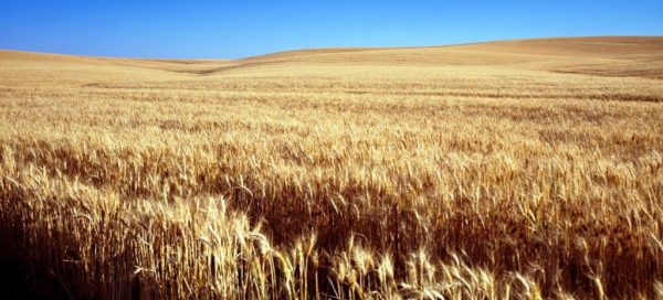 BP backs 20 MW solar project in Kansas – pv magazine USA