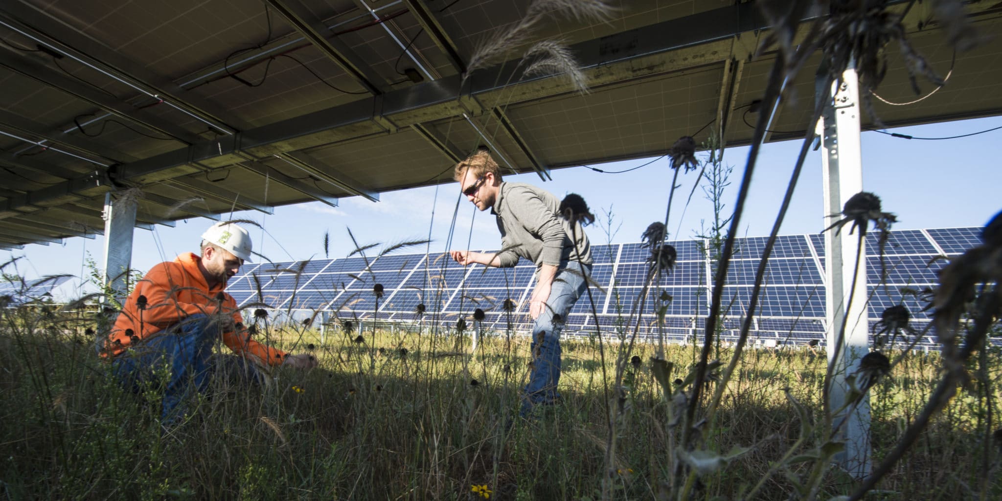 Distributing knowledge on shared solar energy – pv magazine USA