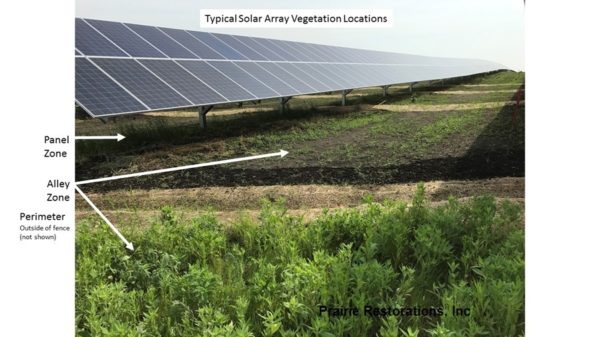 Solar-powered pollinators for less than a penny a watt – pv magazine USA