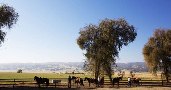 Grass-fed beef meets big solar – pv magazine USA