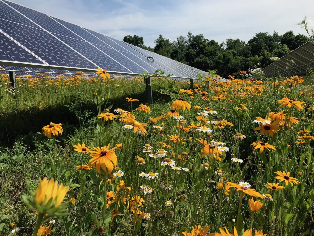 Solar and pollinators: a photo essay – pv magazine USA
