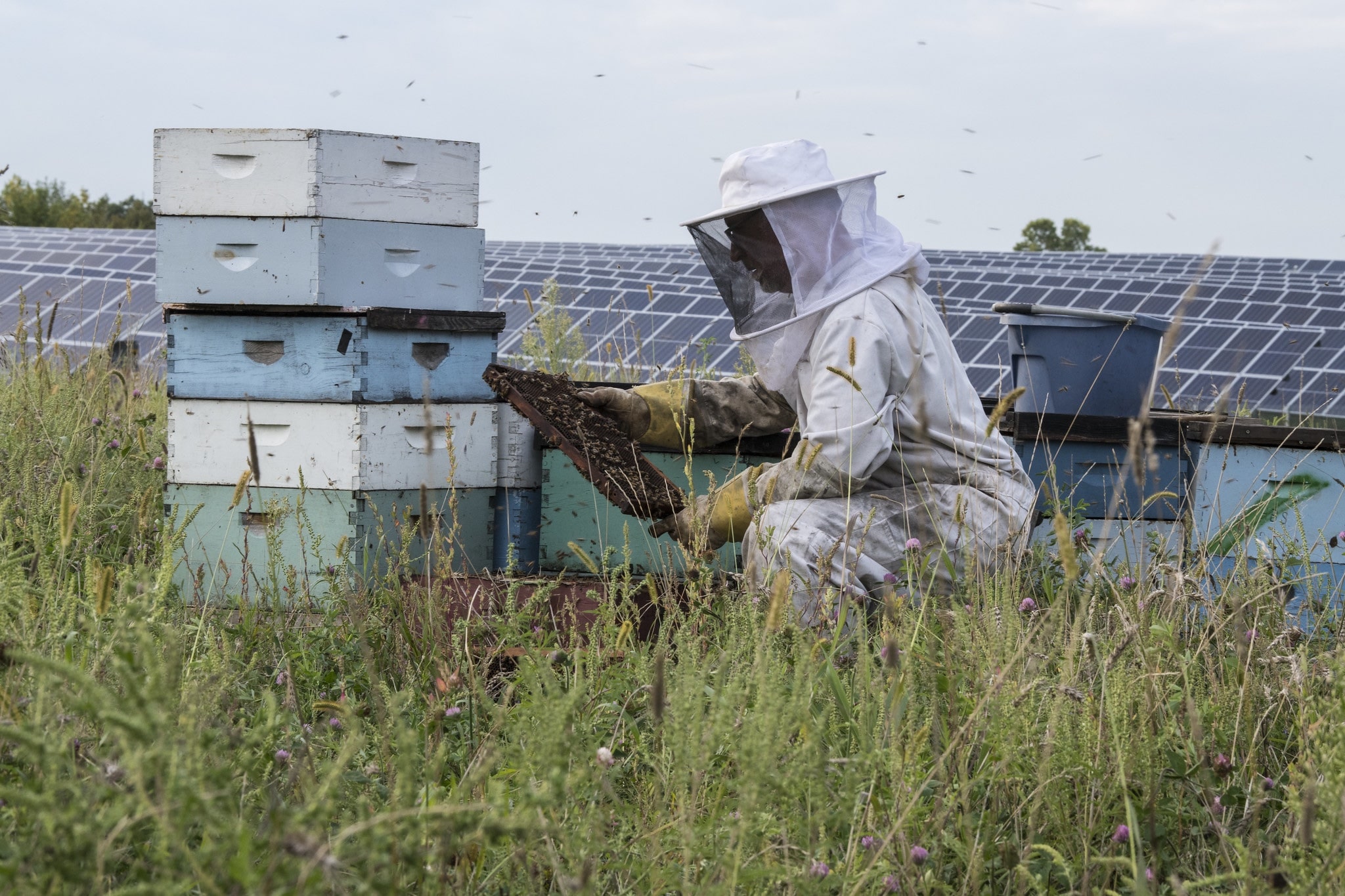 Solar and pollinators: a photo essay – pv magazine USA