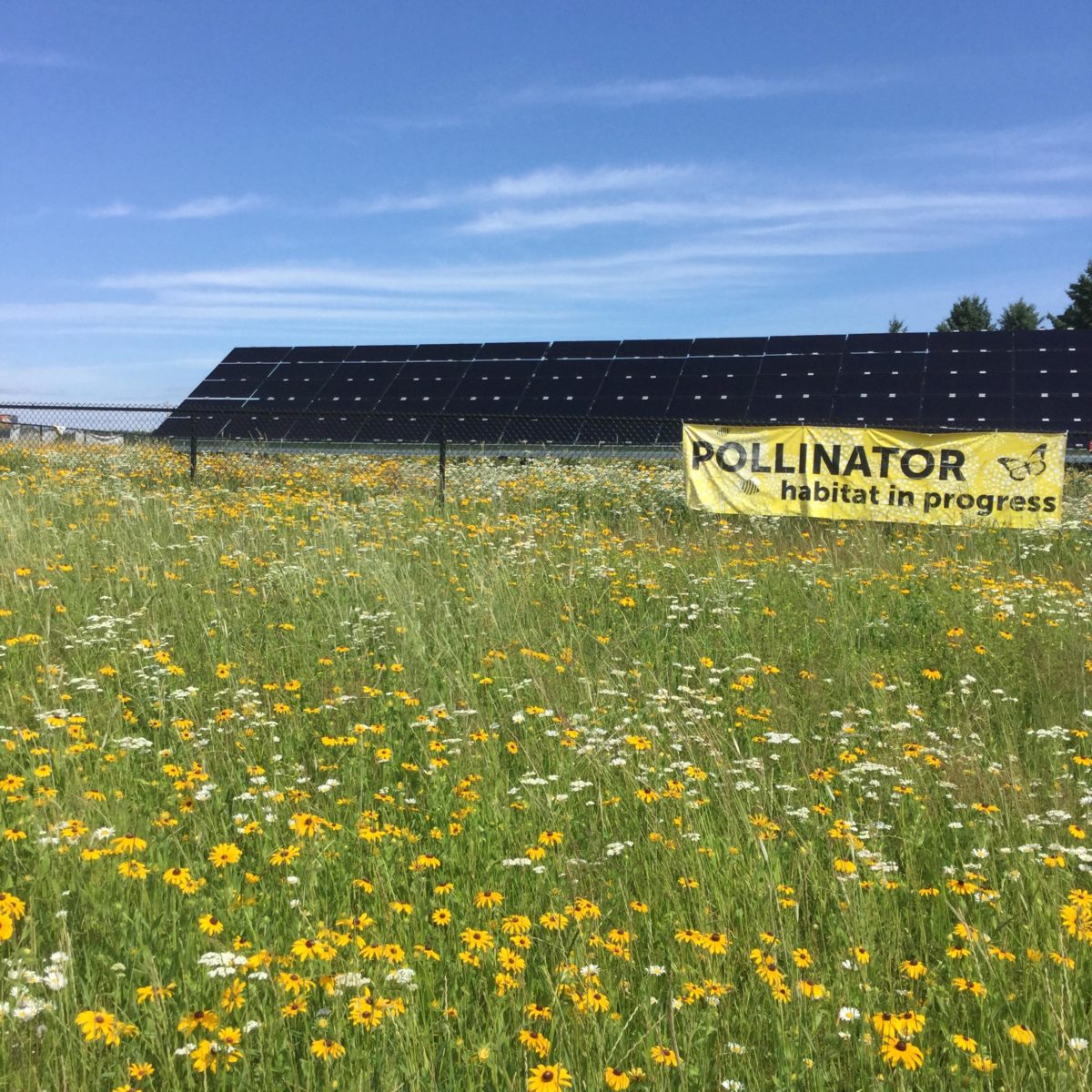 Solar and pollinators: a photo essay – pv magazine USA