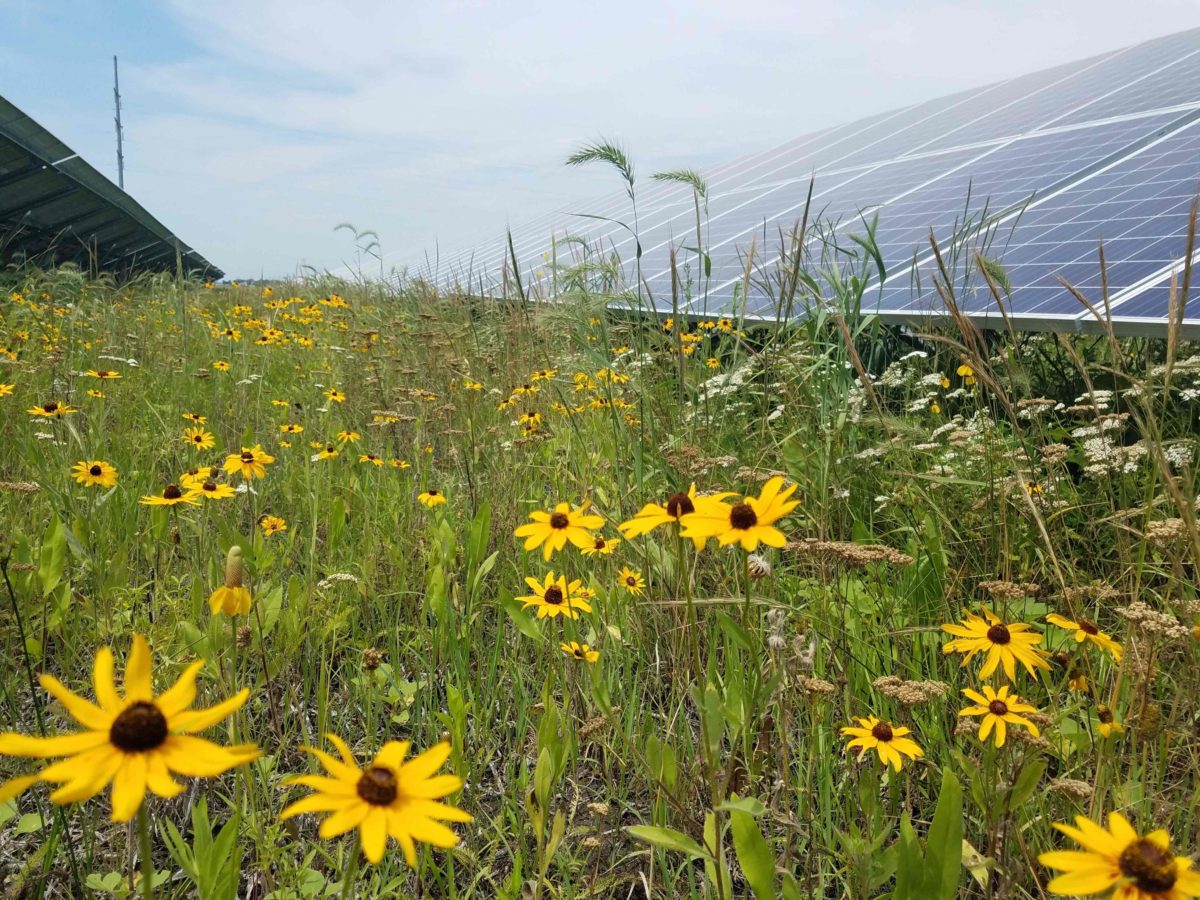 Solar and pollinators: a photo essay – pv magazine USA