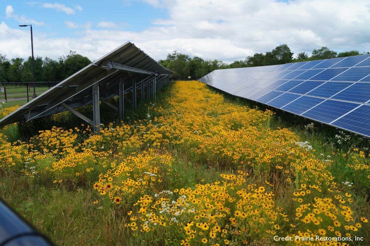Solar and pollinators: a photo essay – pv magazine USA