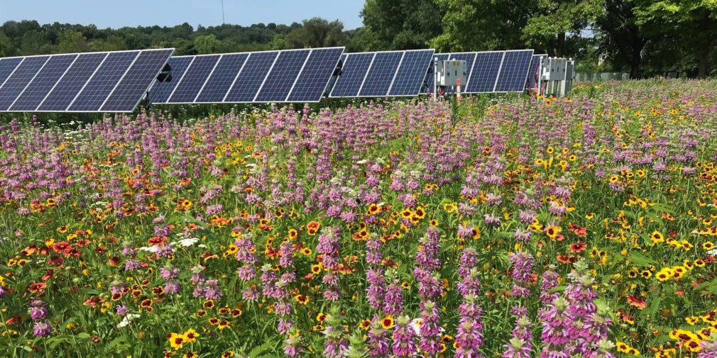 Solar and pollinators: a photo essay – pv magazine USA