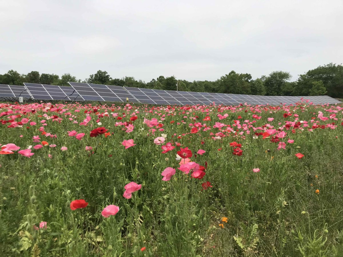 Solar and pollinators: a photo essay – pv magazine USA