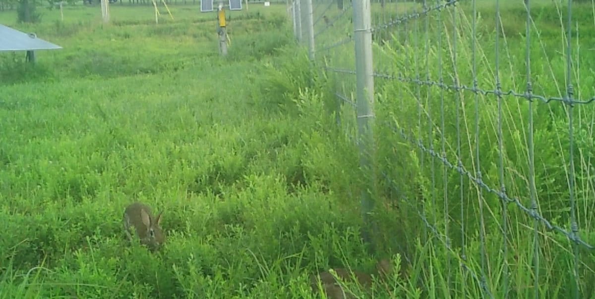 The quick gray fox jumped through the upside-down solar fence—a photo essay – pv magazine USA