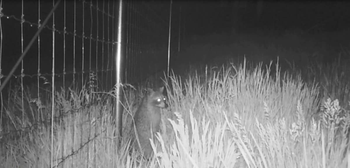 The quick gray fox jumped through the upside-down solar fence—a photo ...