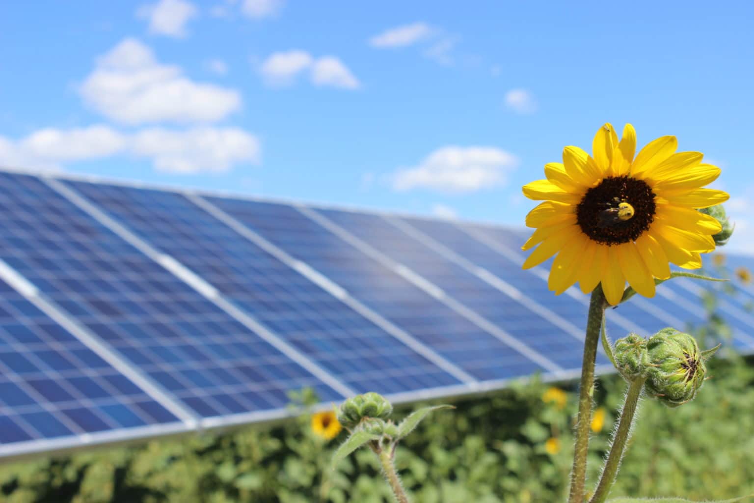 SunShare commissions 5 MW community solar project – pv magazine USA