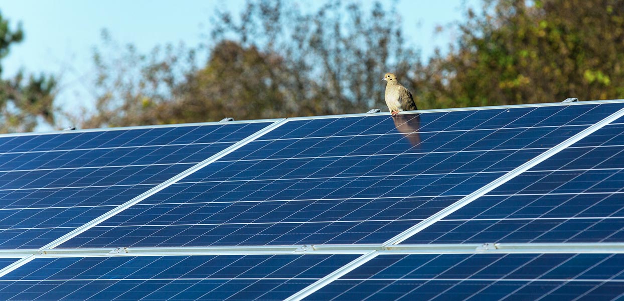 OYA Renewables’ projects selected in N.Y. underserved community program ...