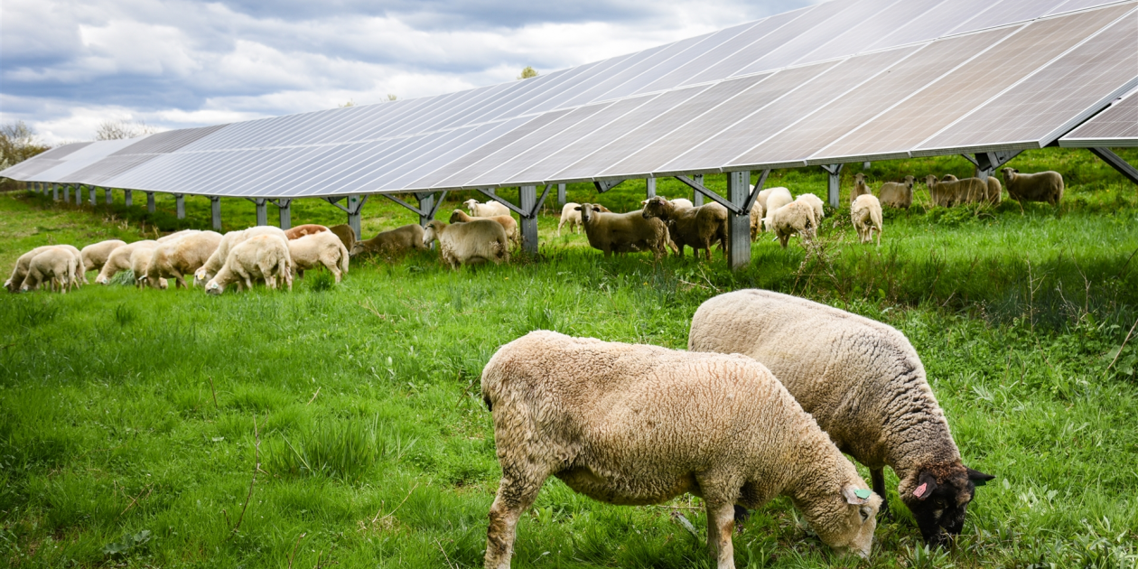 Solar grazing methods a centerpiece of inaugural agrivoltaics ...