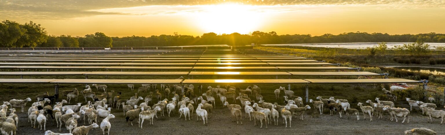 There will be sun: Texas’ $50 billion solar land boom – pv magazine USA