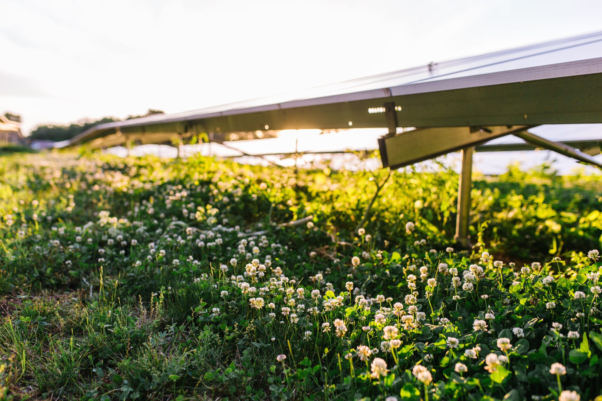 Solar Synergy program assists solar developers in designing pollinator ...