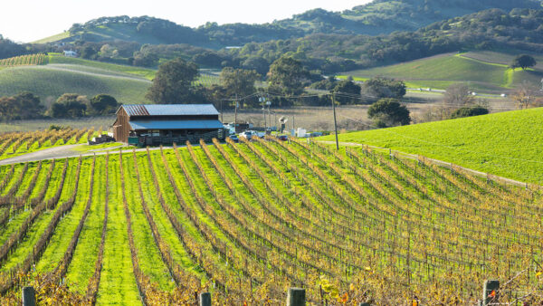 Brut wine makers turn to solar-plus-storage microgrid – pv magazine USA