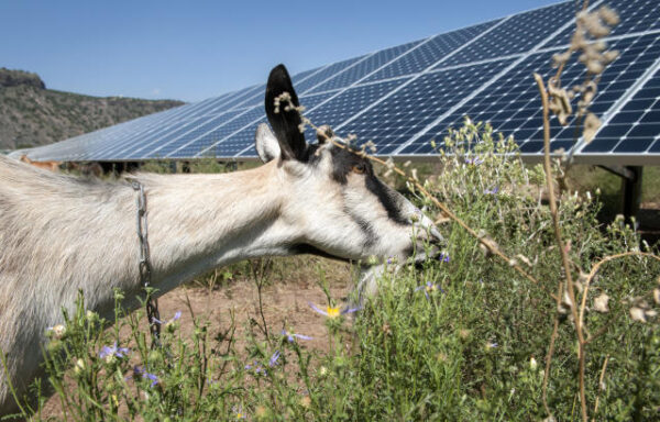 Oregon 3.2 MW community solar project to test goat grazing for mowing ...