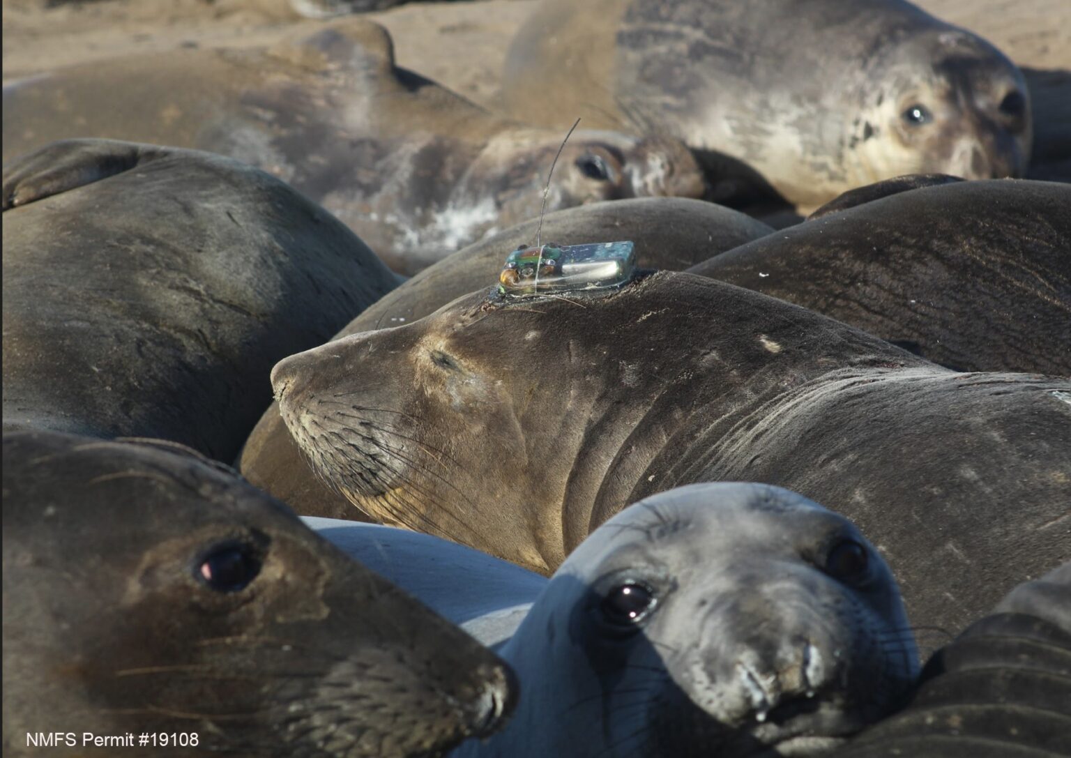 Photovoltaics for marine wildlife telemetry devices – pv magazine USA