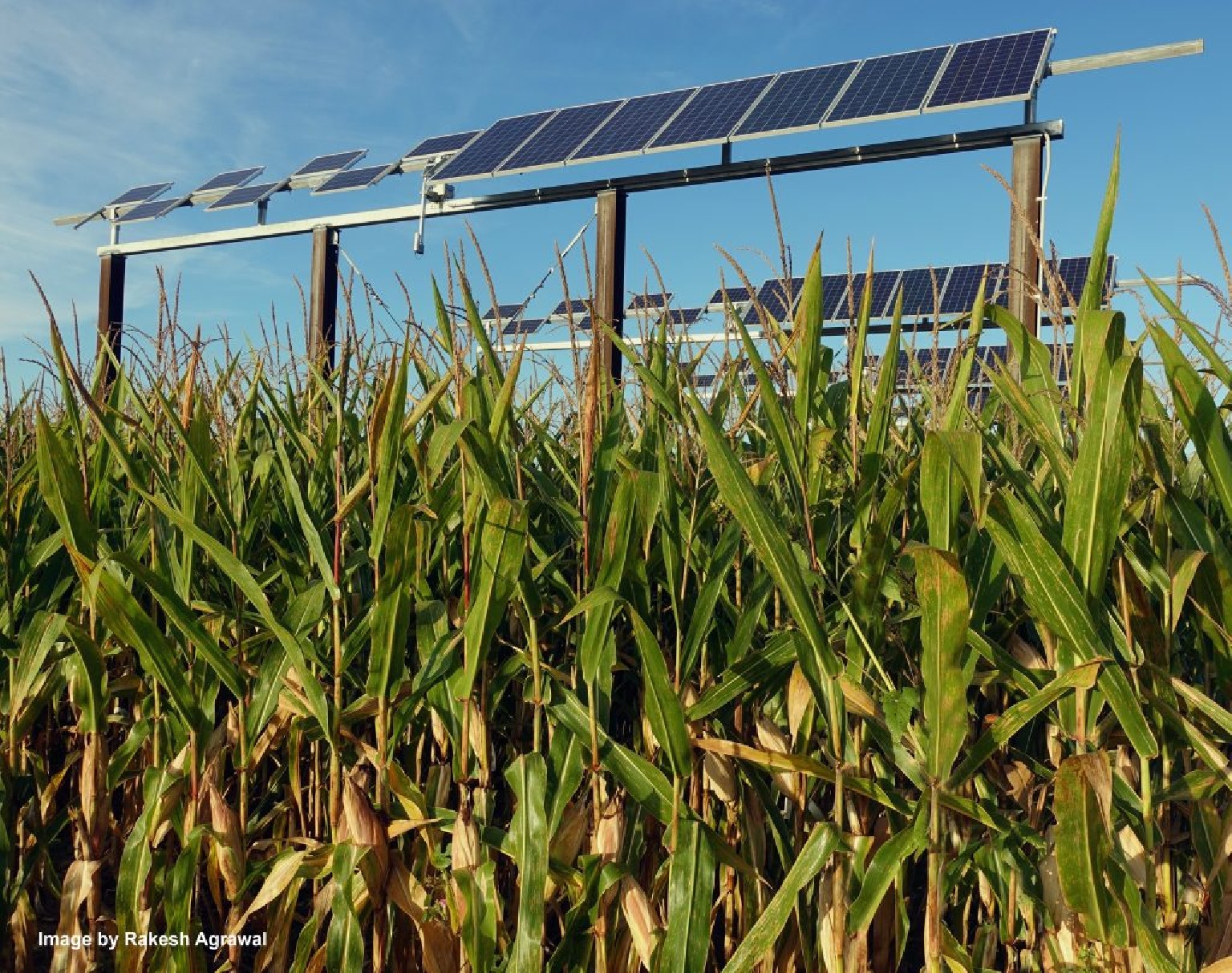 Assessing viability of agrivoltaics in corn fields – pv magazine USA