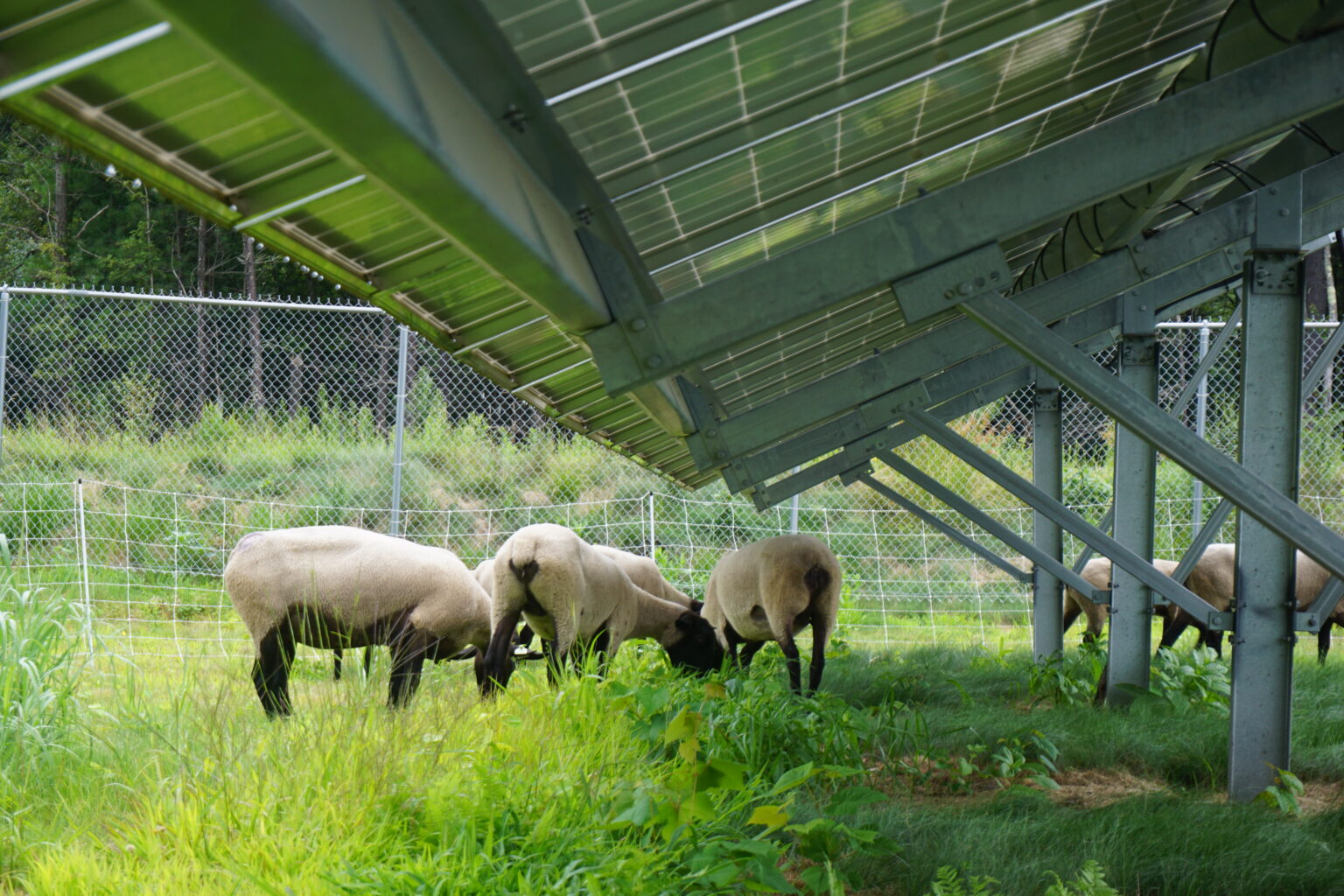 Three agrivoltaic community solar projects planned for New York – pv ...