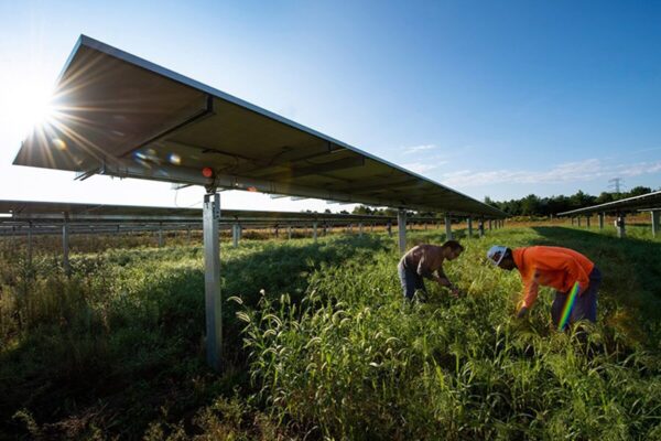 New research finds utility-scale solar facilities foster biodiversity ...